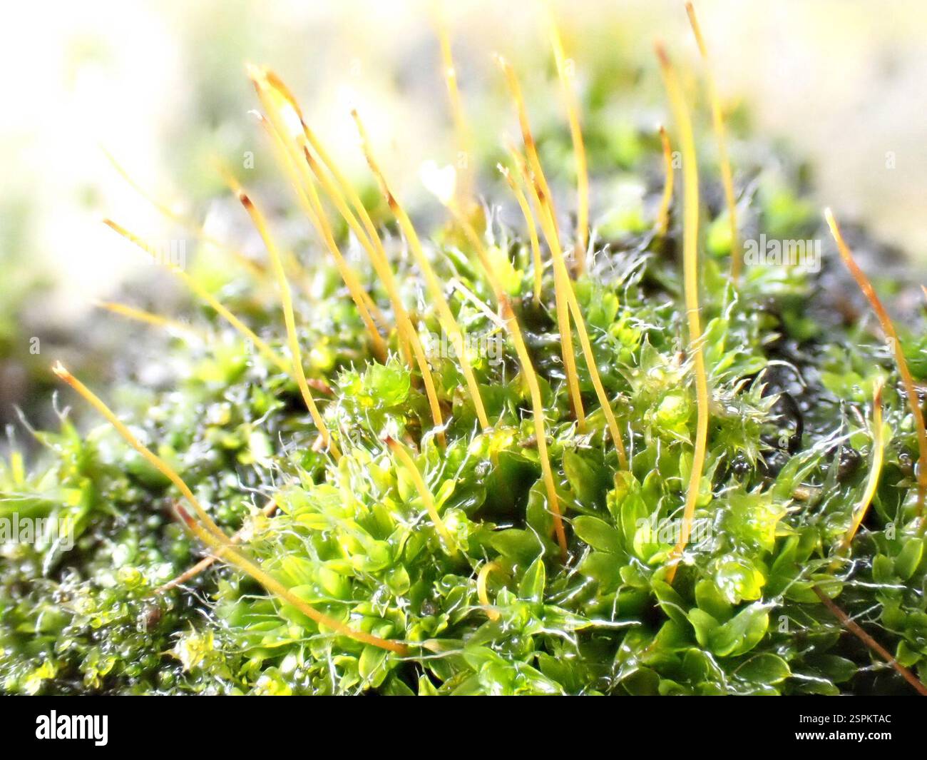 Wall Screw-moss (Tortula muralis), Plantae, Nationaal park Drentsche Aa ...