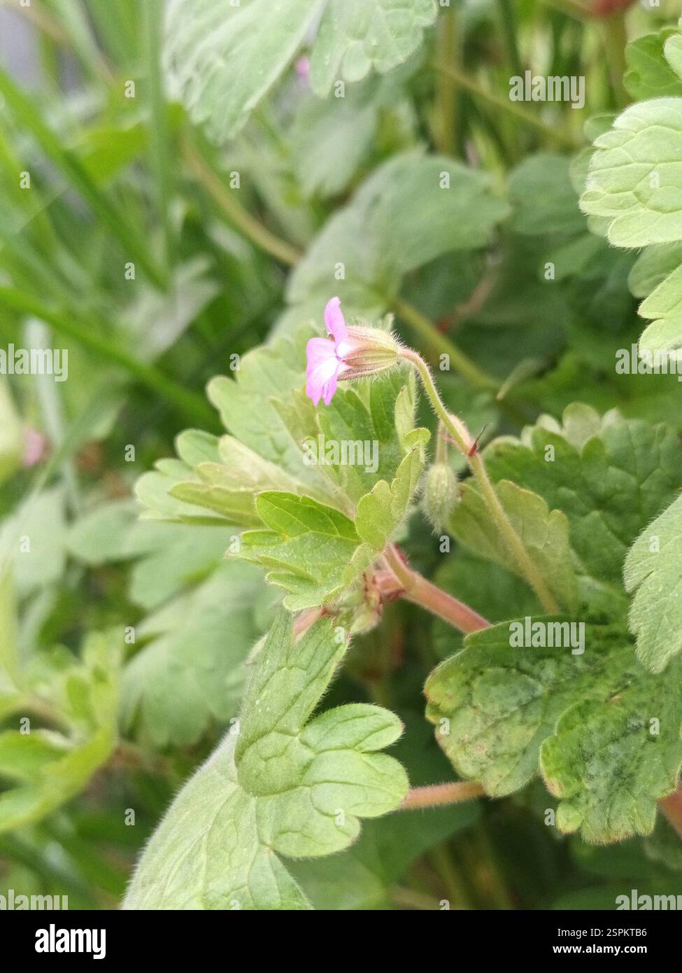 Round-leaved Crane's-bill (Geranium rotundifolium), Plantae, Russin ...