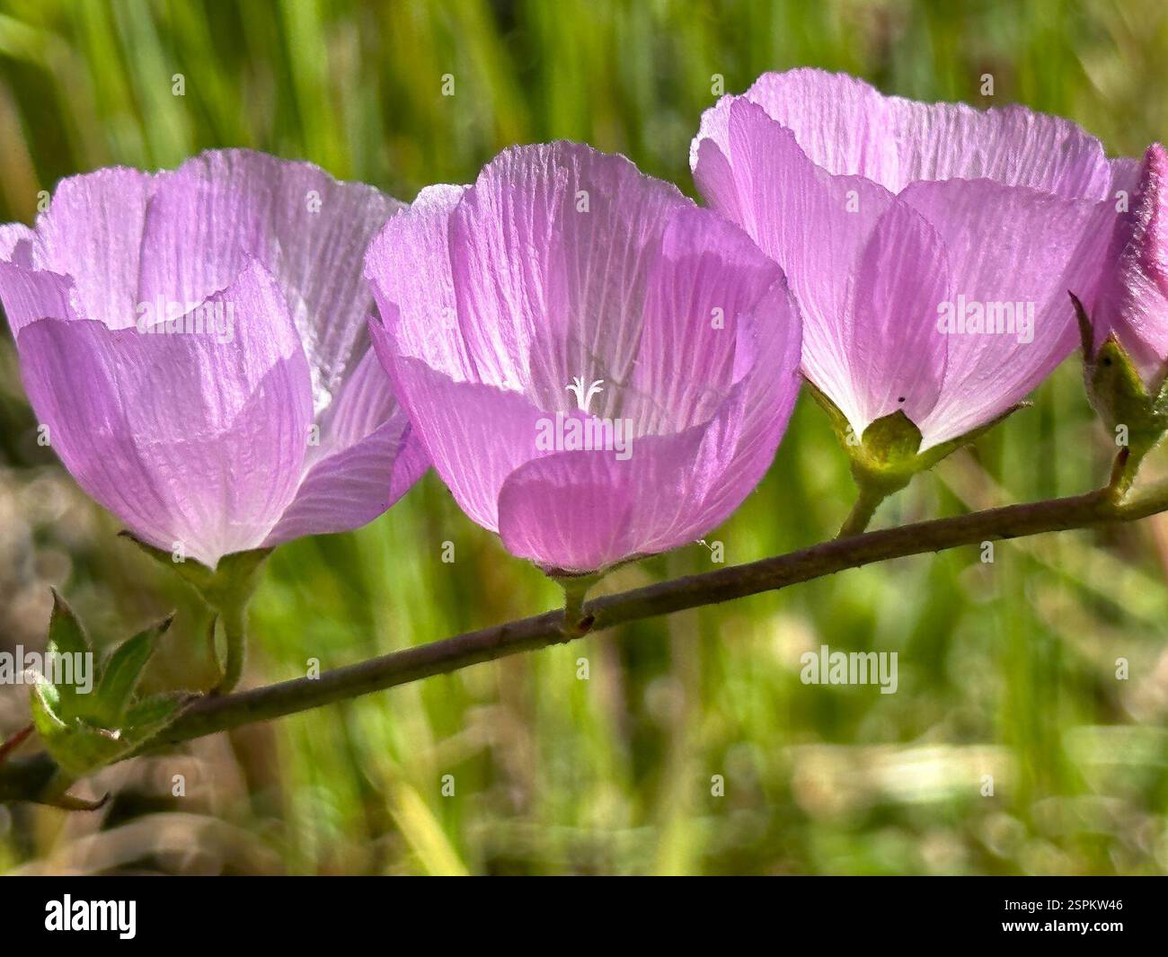 Southern Checkerbloom (Sidalcea sparsifolia), Plantae, Santa Rosa ...