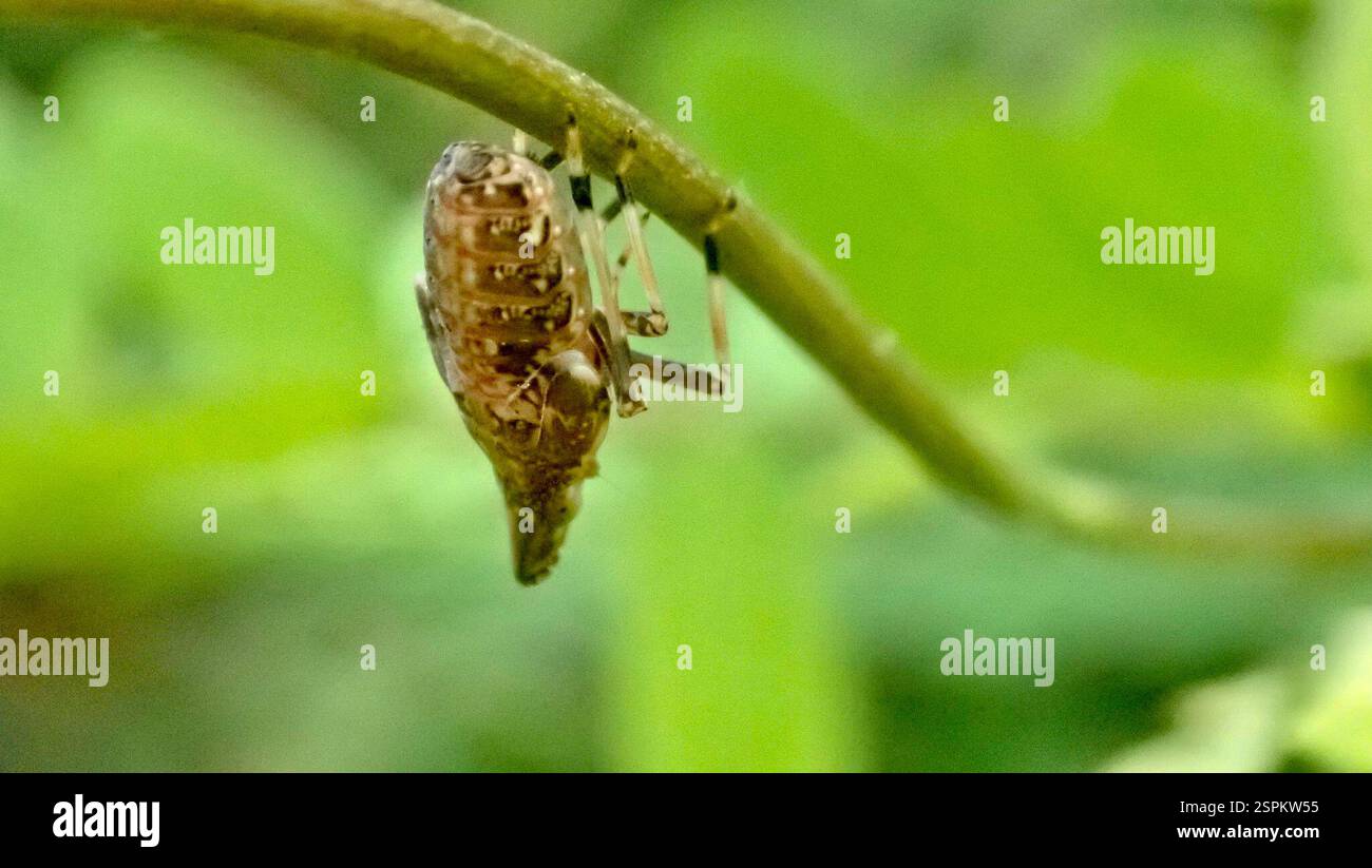 Planthoppers (Fulgoromorpha), Insecta, Moederzorg, Suriname Stock Photo ...