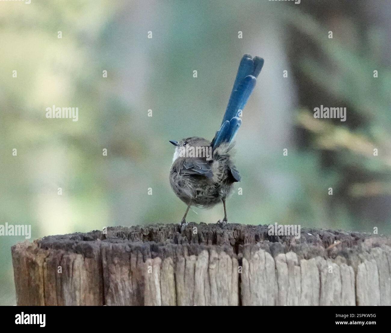 Superb Fairywren (Malurus cyaneus), Aves, Napier Park, Glen Waverley ...