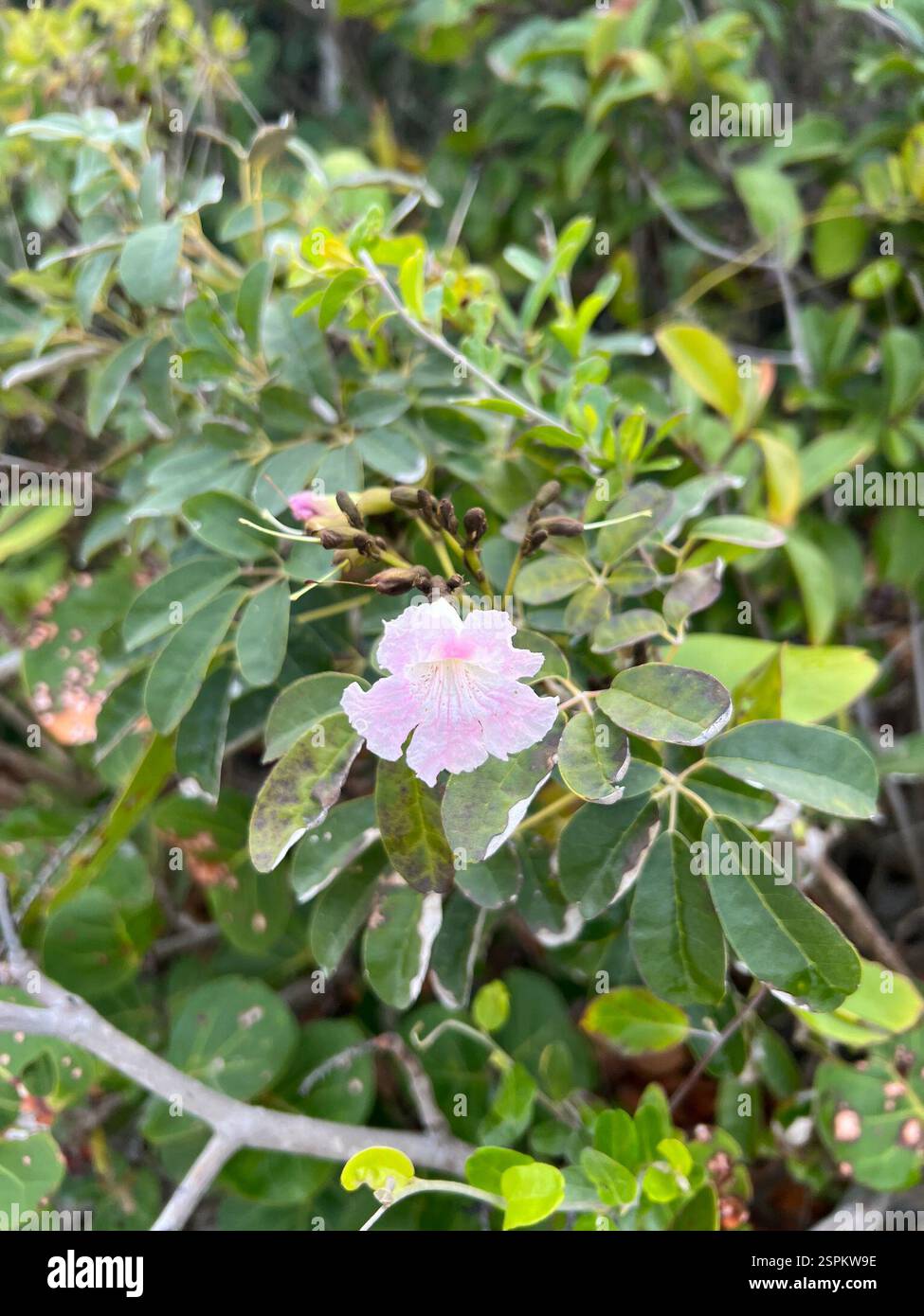 Pink Trumpet-tree (Tabebuia heterophylla), Plantae, Elbow Cay, Hope ...