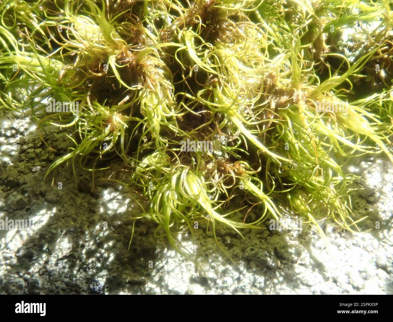 Forkmosses (Dicranum), Plantae, Athol, MA, USA Stock Photo - Alamy