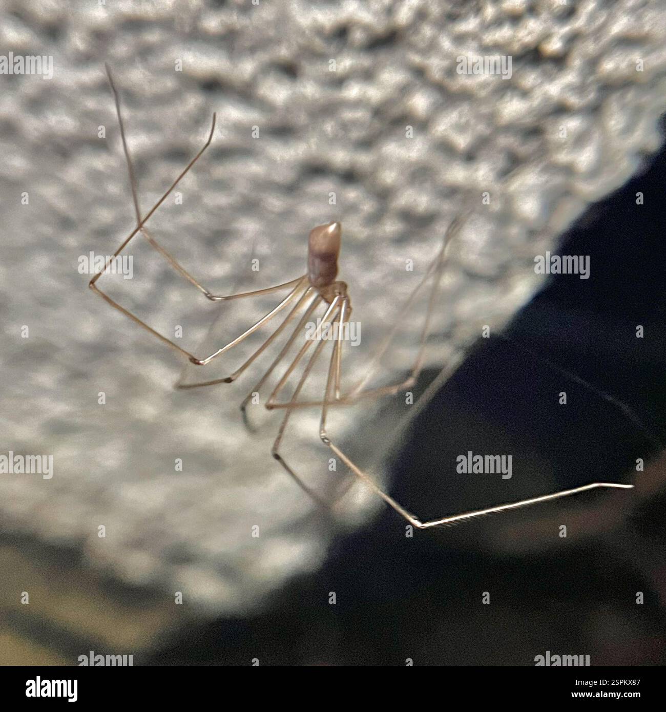 Long-bodied Cellar Spider (Pholcus phalangioides), Arachnida, Łódź, PL ...