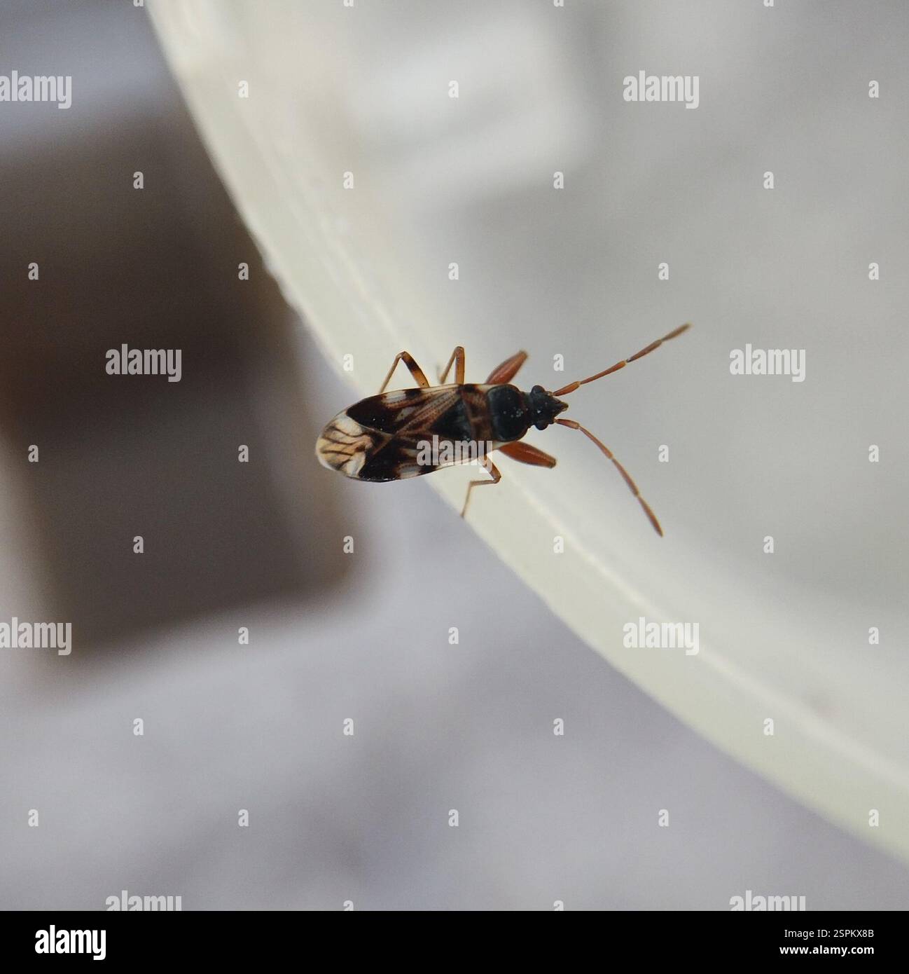 (Scolopostethus), Insecta, Kosanin dol, Pancharevo, Bulgaria Stock ...