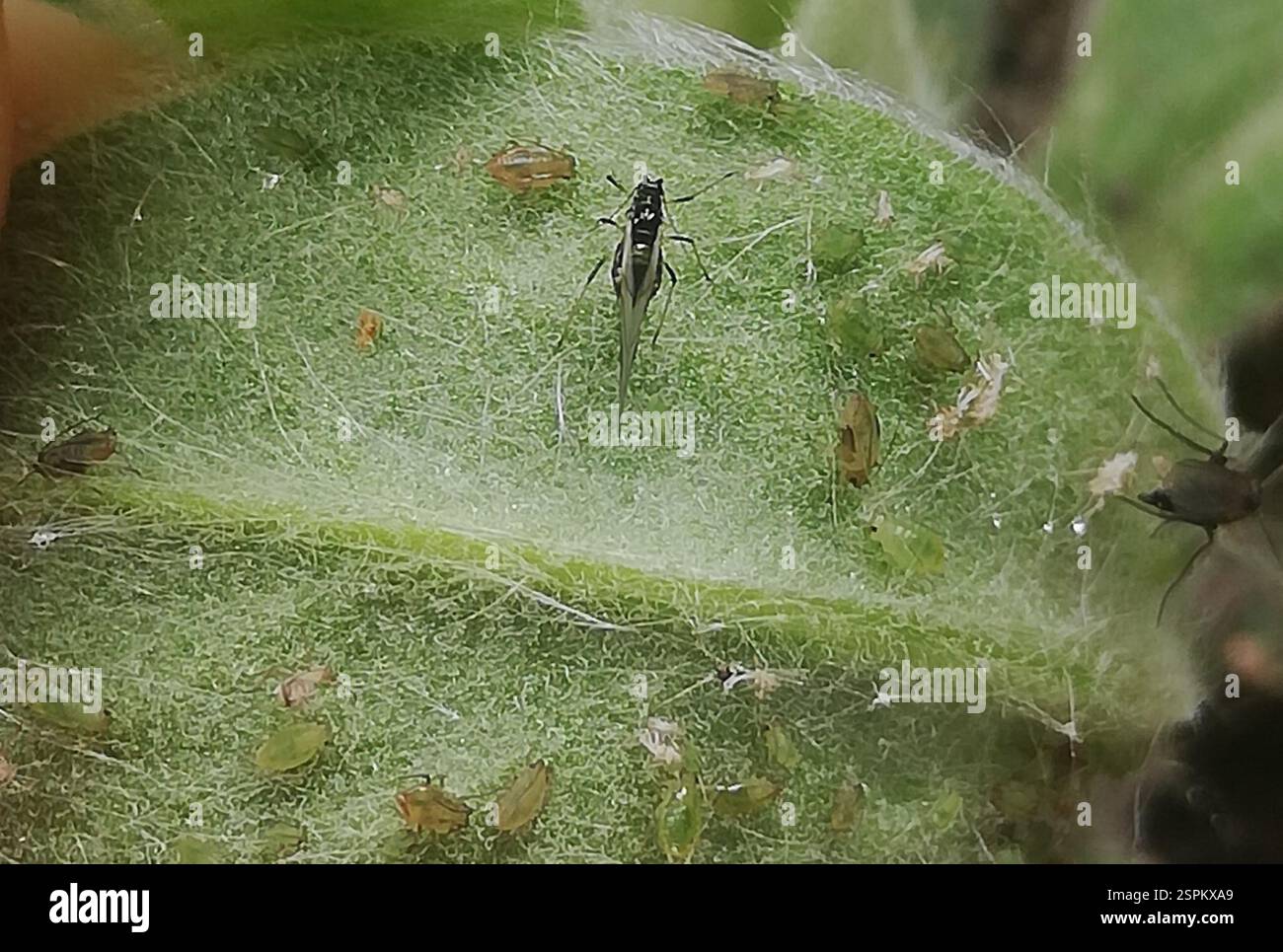 Aphids (Aphididae), Insecta, Harz, DE-ST, DE, Aphids mass occuring each ...
