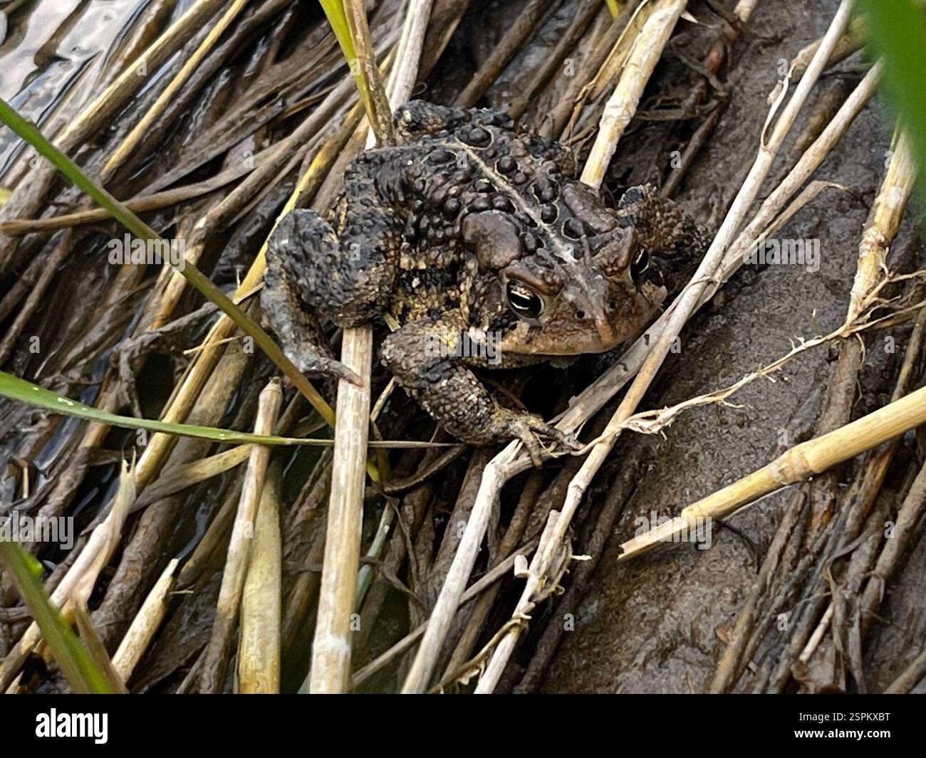 American Toad (Anaxyrus americanus), Amphibia, Nith River, Brant, ON ...