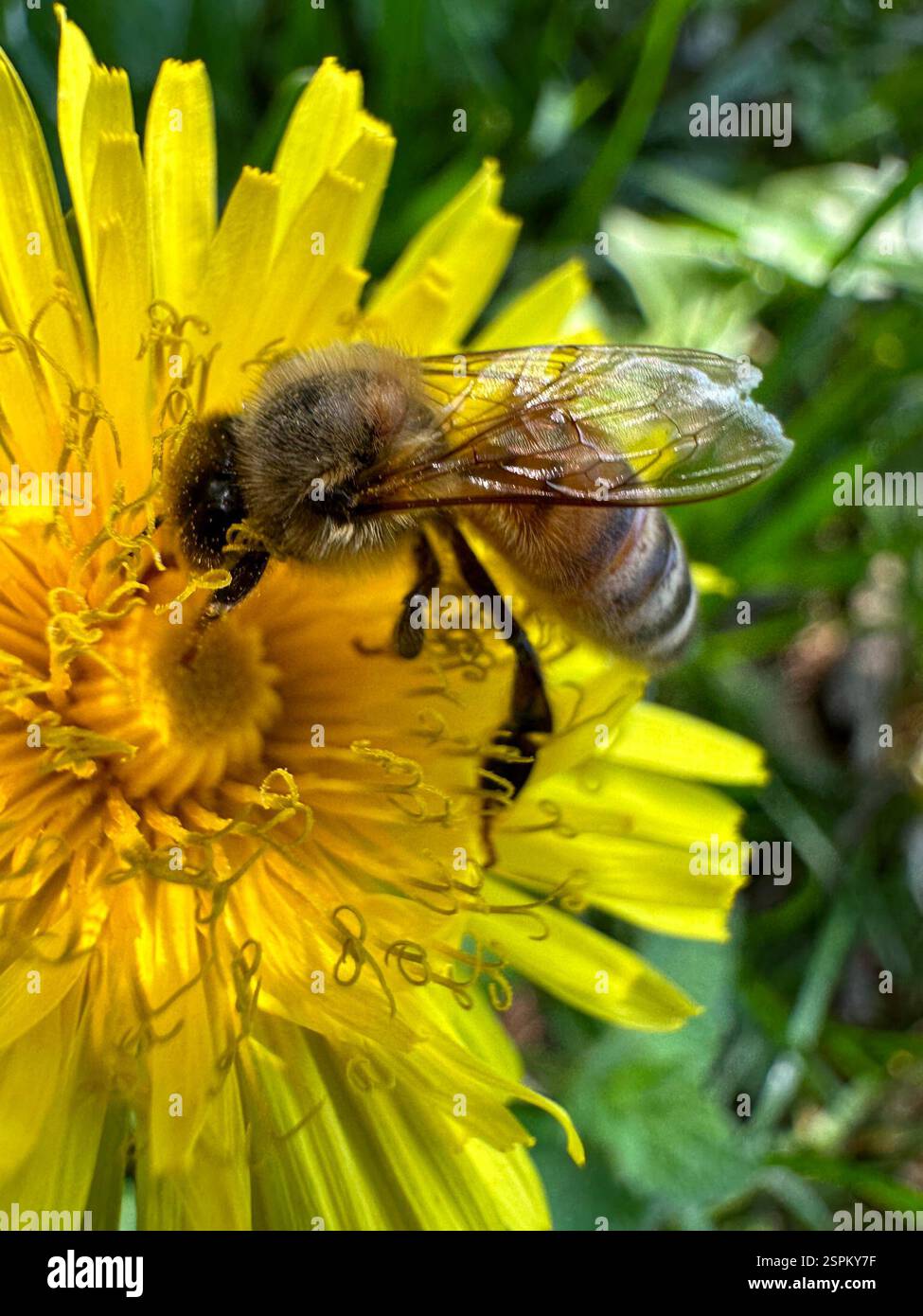 Western Honey Bee (Apis mellifera), Insecta, Kentucky, US Stock Photo ...