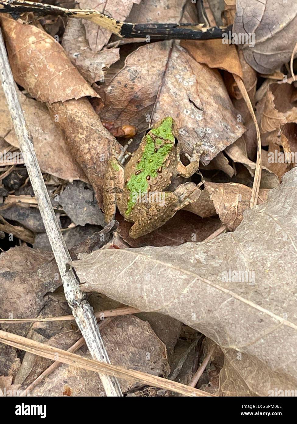 Northern Cricket Frog (Acris crepitans), Amphibia, Christina Ln ...