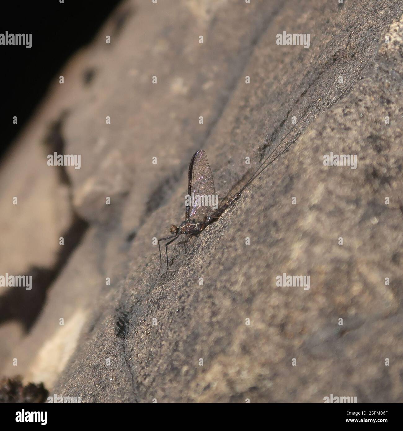 Lake sorell hi-res stock photography and images - Alamy