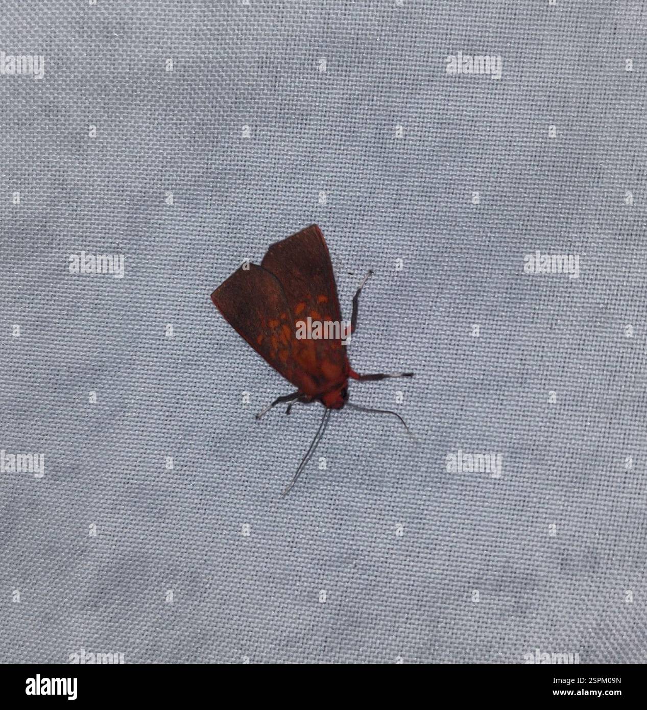 Melese sp hi-res stock photography and images - Alamy