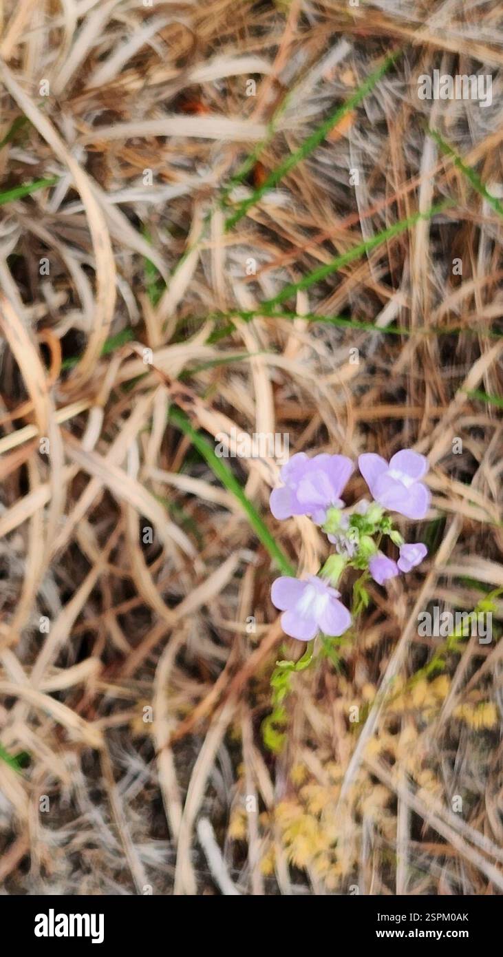 blue toadflax (Nuttallanthus canadensis), Plantae, Virginia Beach, VA ...