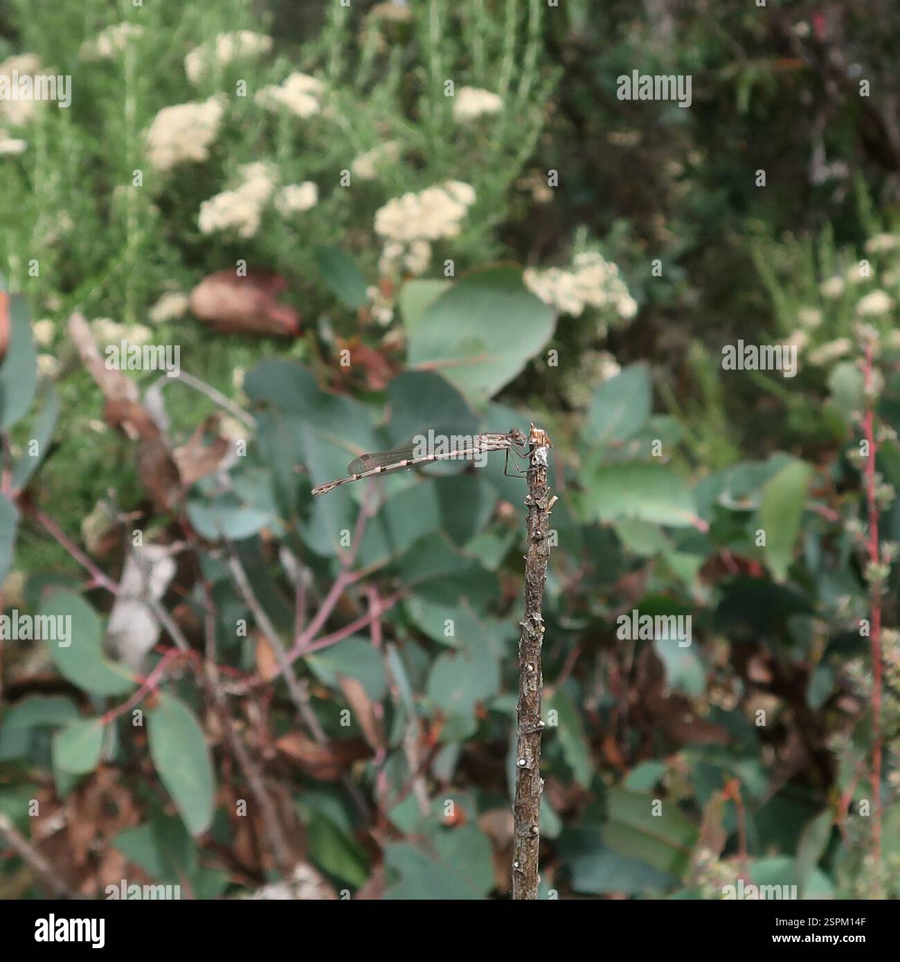 Iota Ringtail (Austrolestes io), Insecta, Lake Sorell, Interlaken ...
