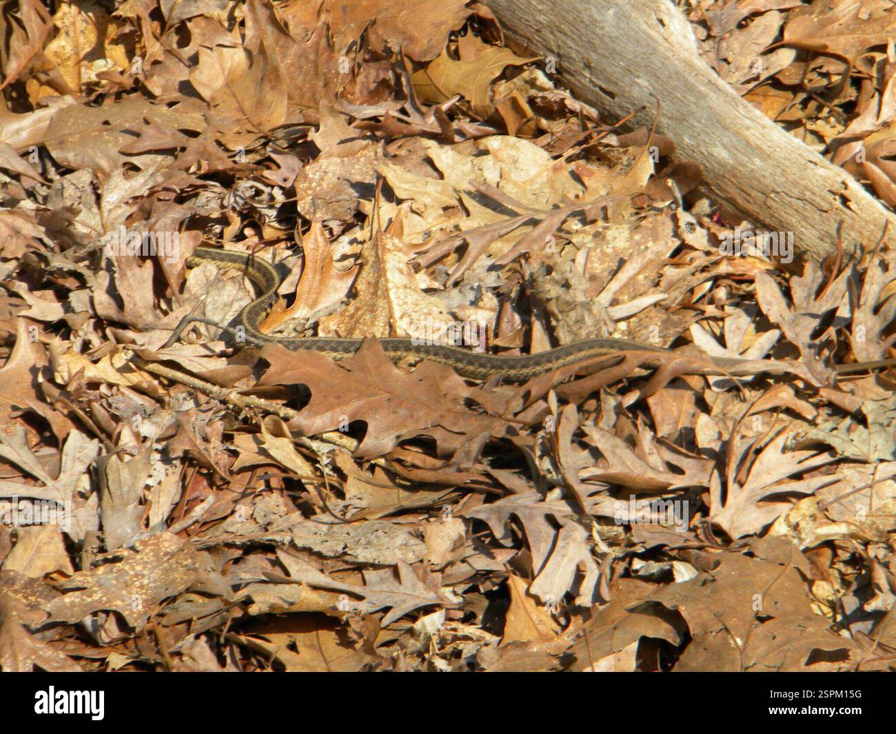 Eastern Garter Snake (Thamnophis sirtalis sirtalis), Reptilia, Haile ...