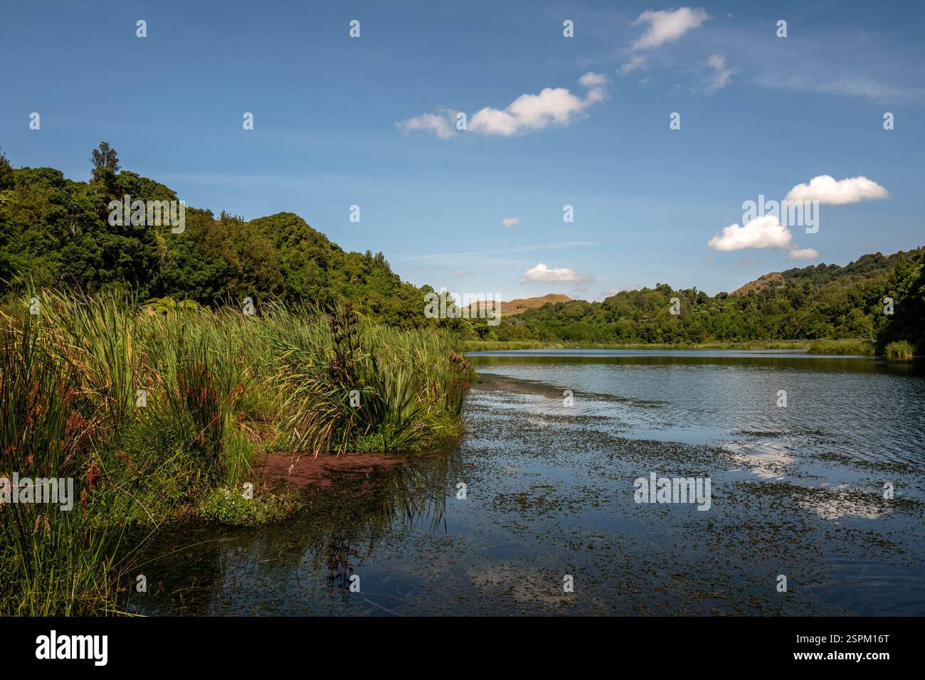 New Plymouth, January 20th 2025: Rotokare scenic reserve Stock Photo ...