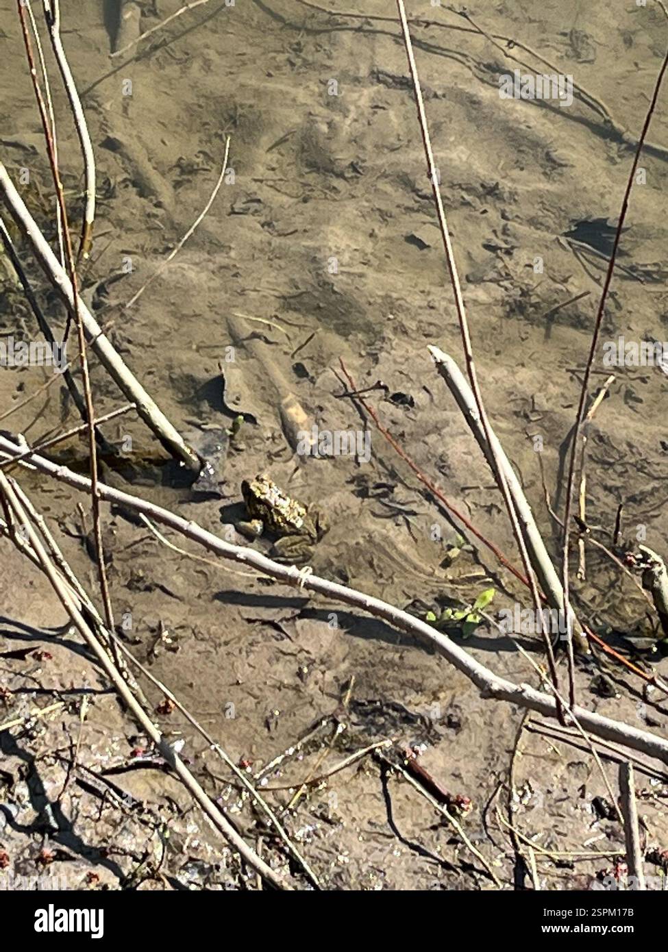 American Toad (Anaxyrus americanus), Amphibia, North Thames River ...