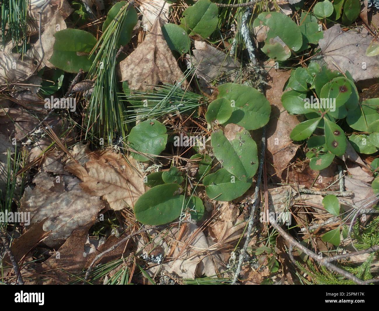 trailing arbutus (Epigaea repens), Plantae, Worcester, Massachusetts ...