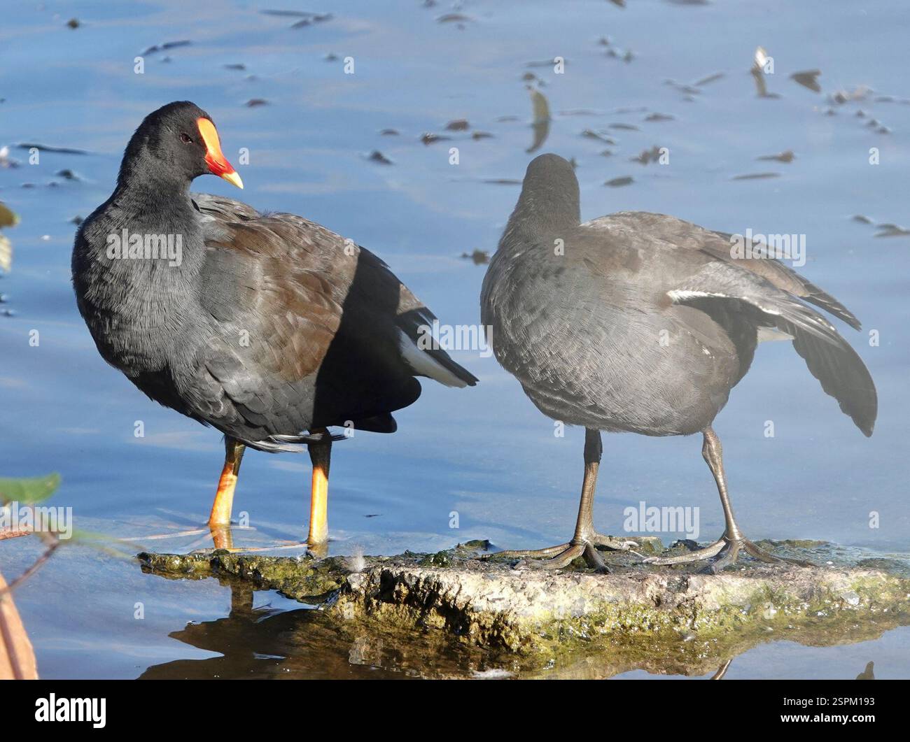 Australian Dusky Moorhen (Gallinula tenebrosa tenebrosa), Aves ...
