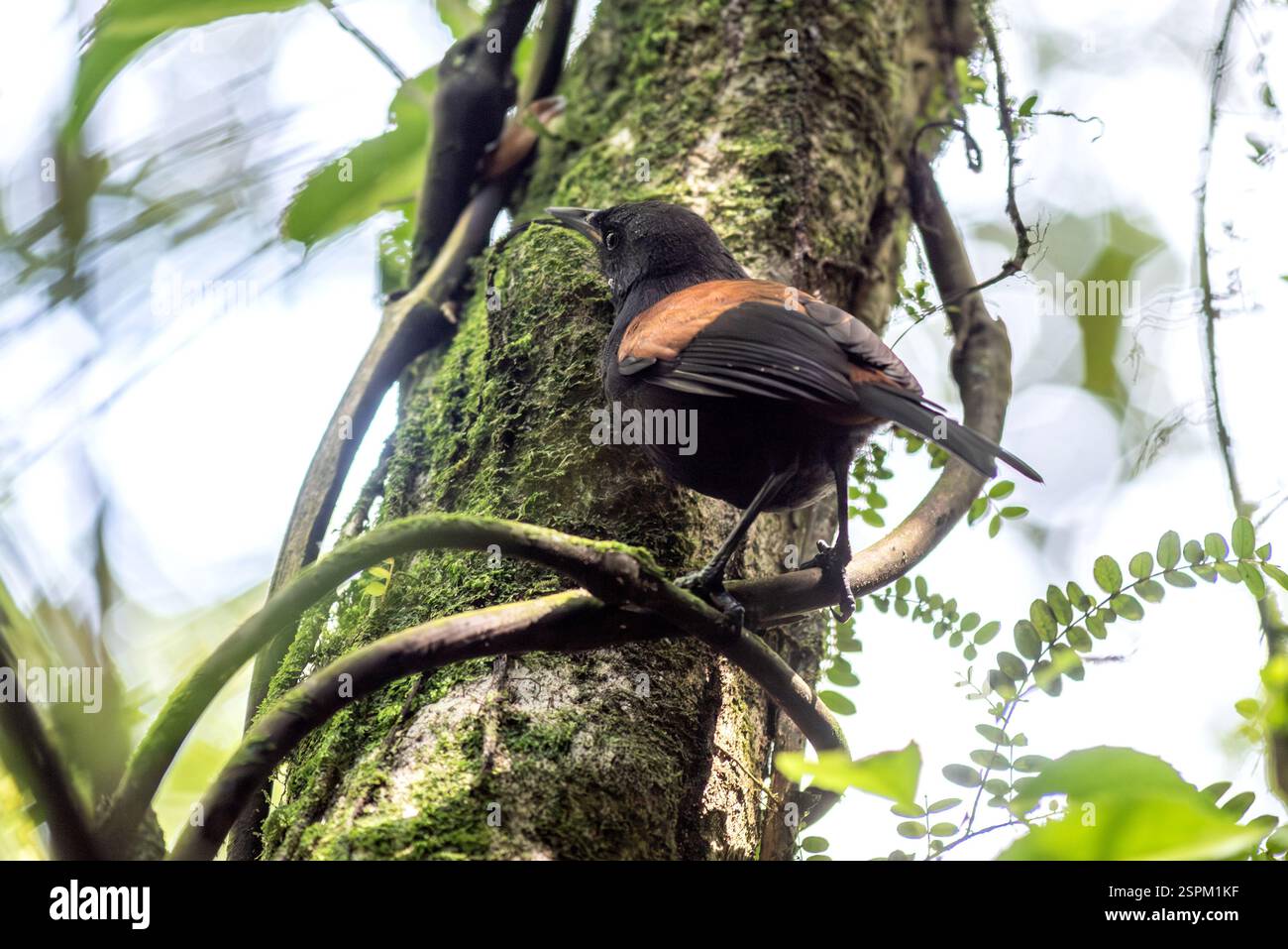 New Plymouth, January 20th 2025: A North Island Saddleback in Rotokare ...