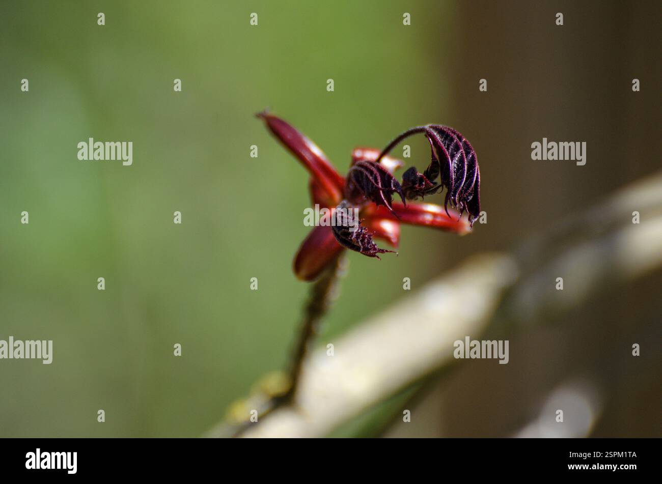 Maple tree in first bloom. Norwegian Maple Stock Photo - Alamy