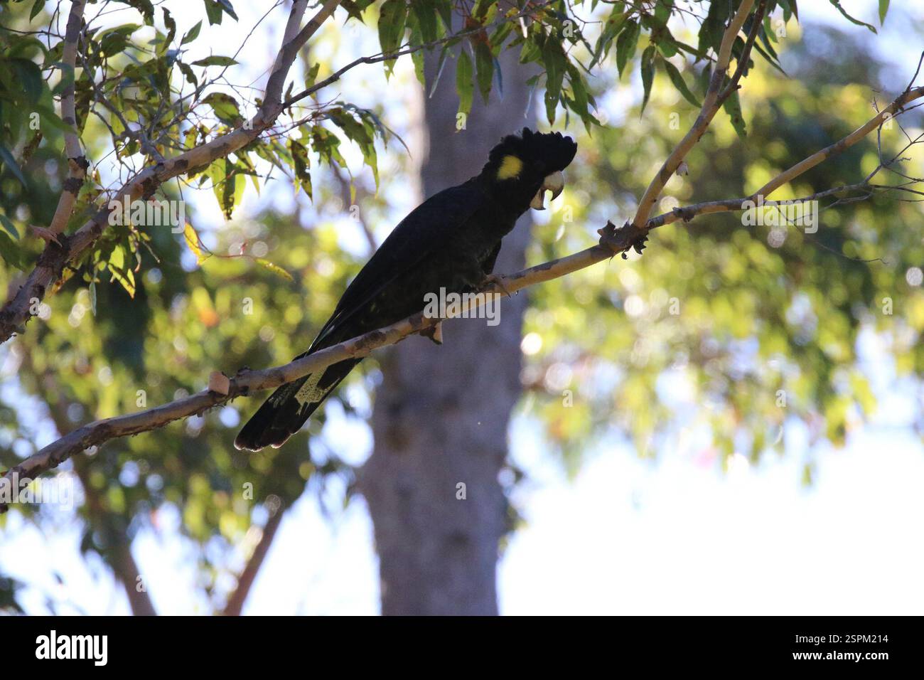 Yellow-tailed Black Cockatoo (Zanda funerea), Aves, Mallacoota VIC 3892 ...