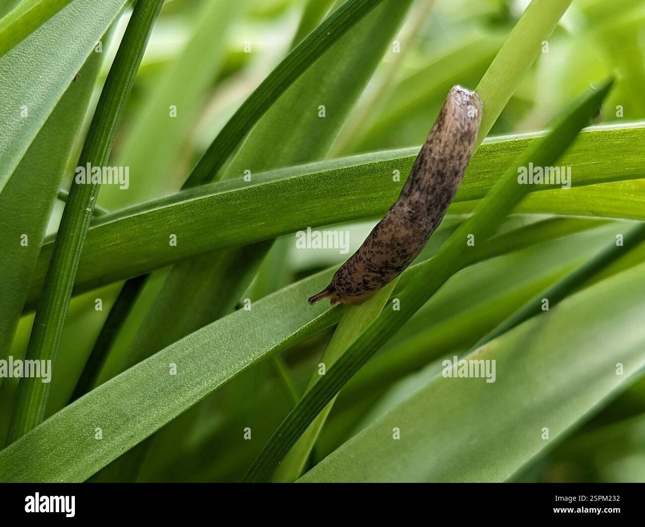 Milky Slug (Deroceras reticulatum), Mollusca, London E3, UK Stock Photo ...
