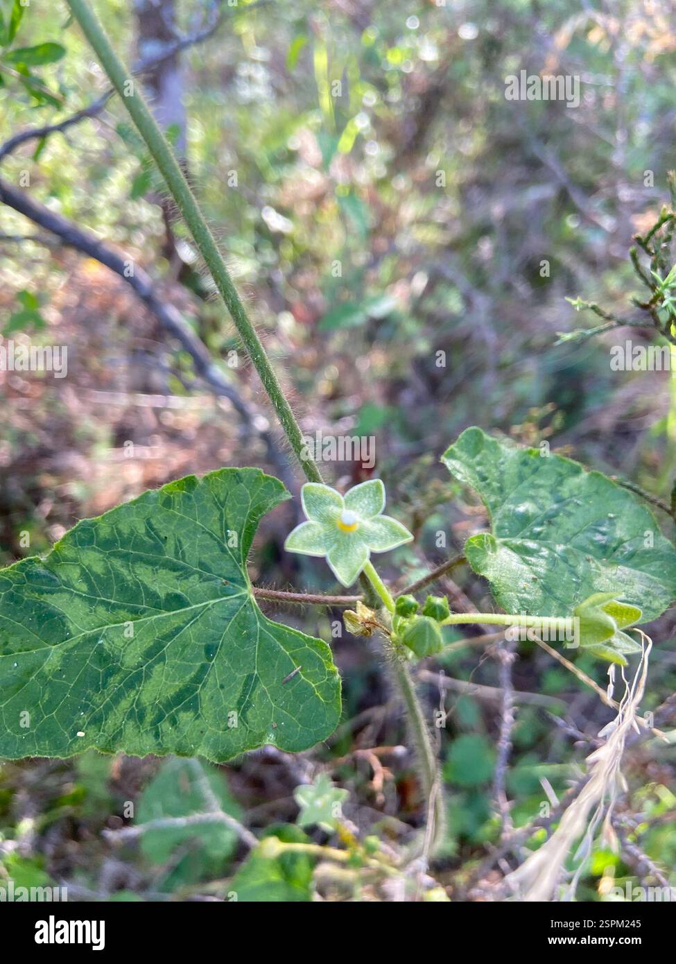 Pearl Milkweed (Matelea reticulata), Plantae, PR-4, Burnet, TX, US ...