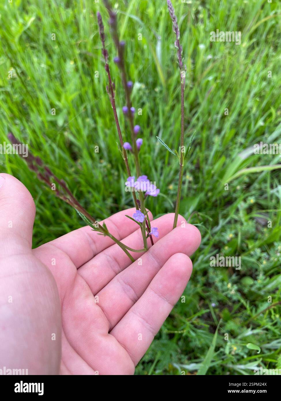 Texas vervain (Verbena halei), Plantae, Ray Roberts Lake State Park ...