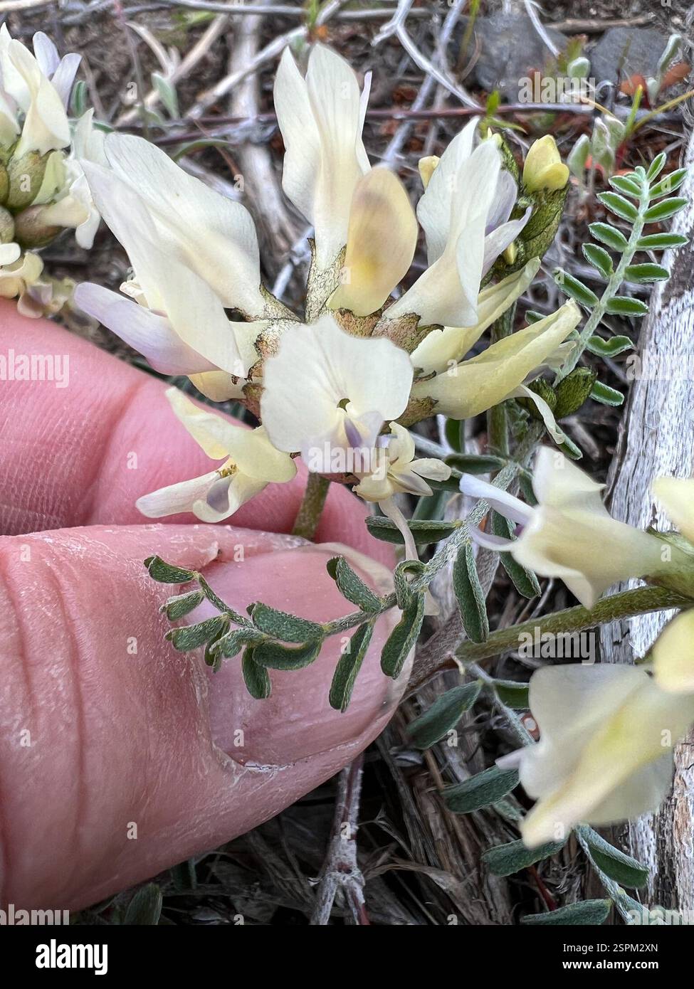 spiral-pod milk-vetch (Astragalus speirocarpus), Plantae, Kittitas ...