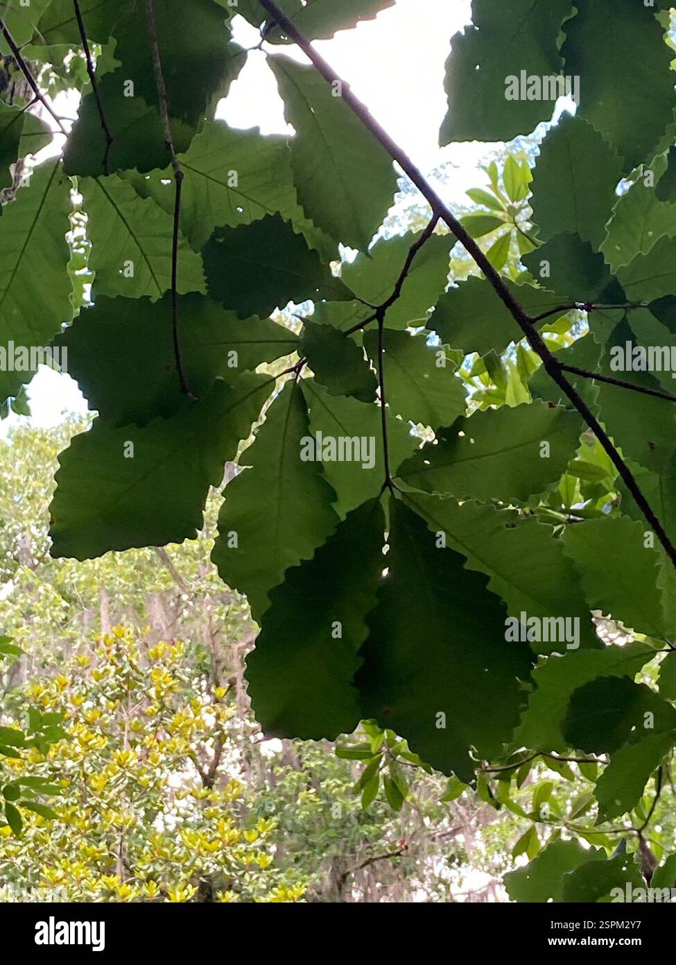 swamp chestnut oak (Quercus michauxii), Plantae, Cofrin Nature Park ...