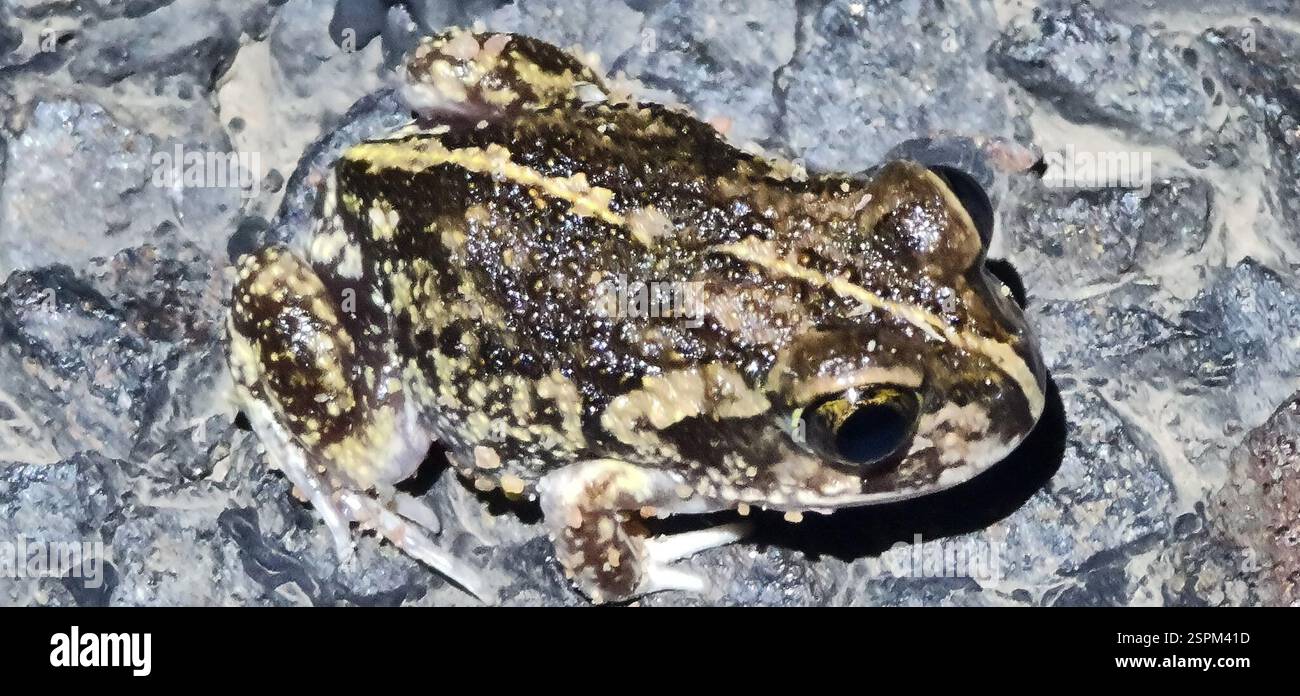 Desert Trilling Frog (Neobatrachus sudelli), Amphibia, Narrabri NSW ...