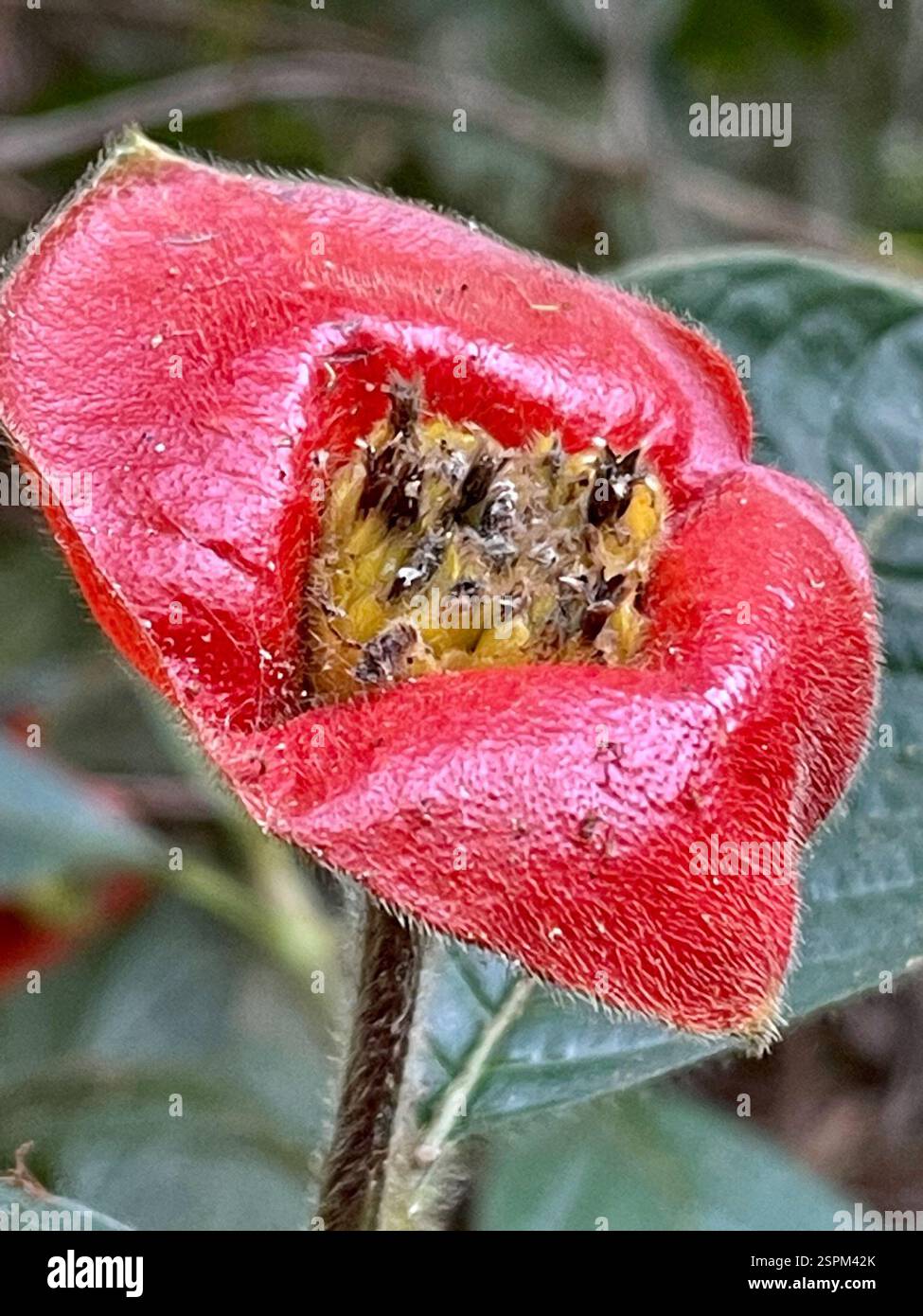 sore-mouth bush (Palicourea tomentosa), Plantae, Soberanía National ...