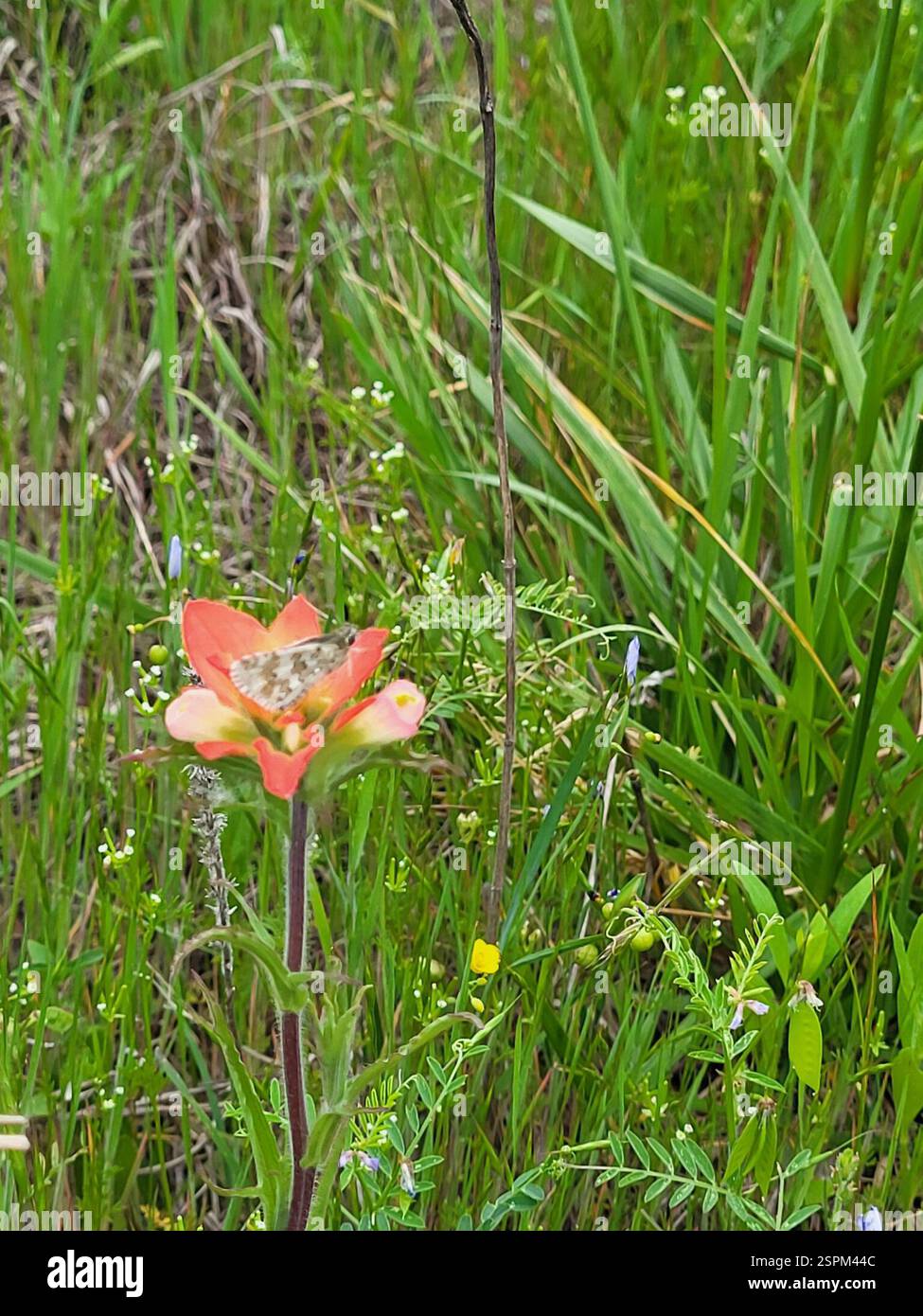 Texas Paintbrush (Castilleja indivisa), Plantae, 5901 Los Rios Blvd ...