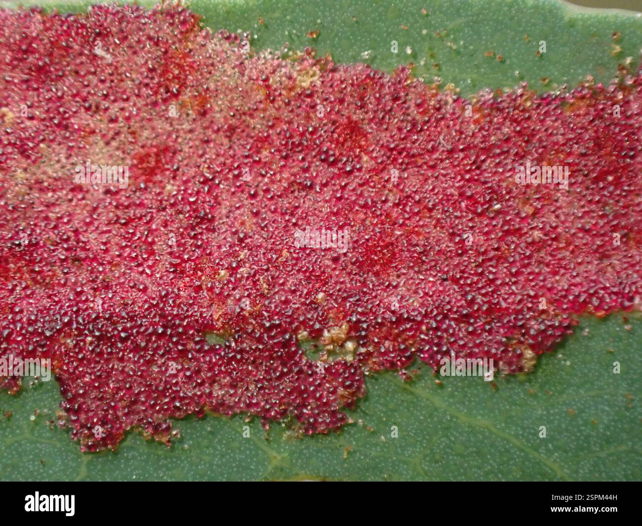 Blister mites hi-res stock photography and images - Alamy