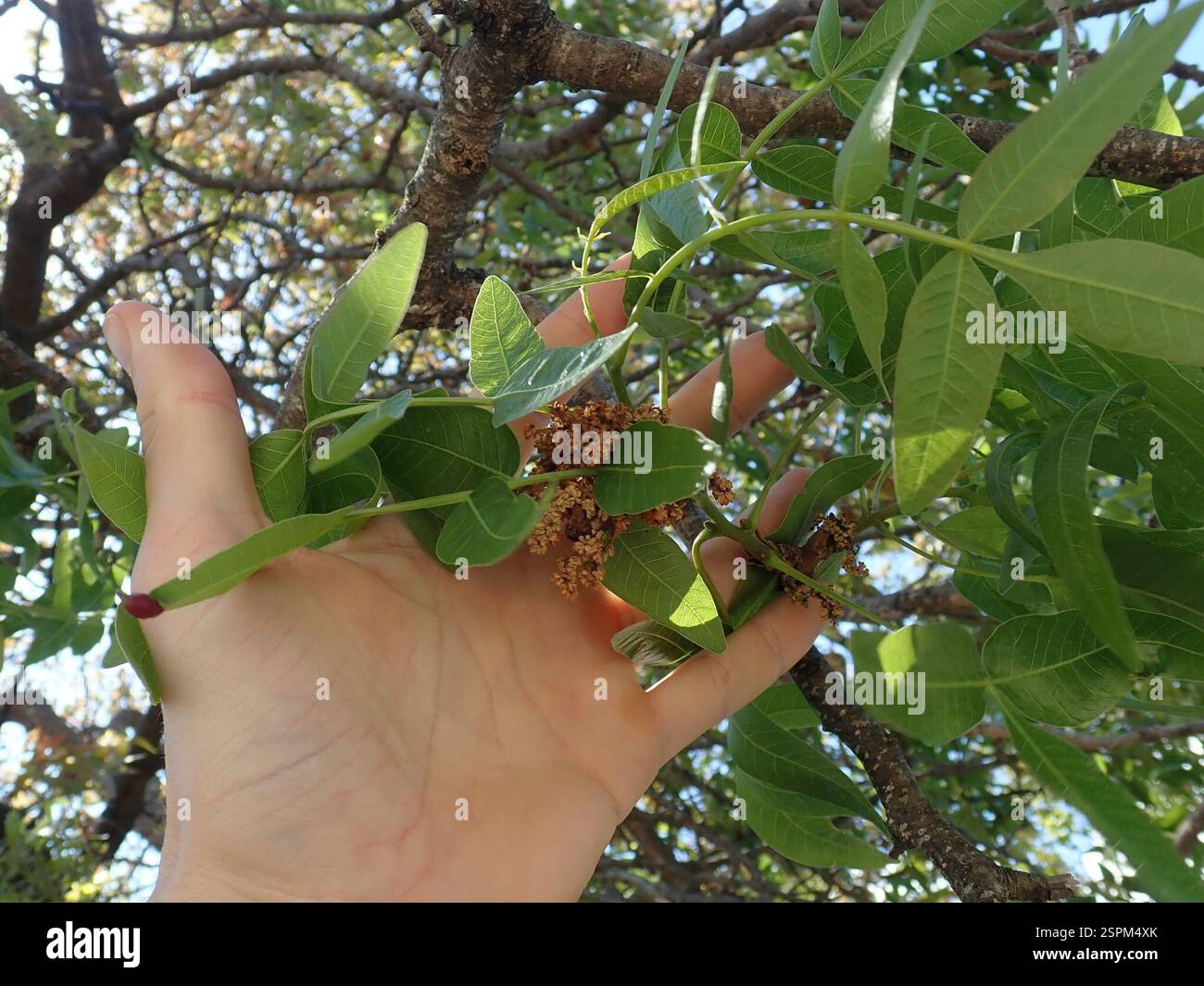 Mount Atlas mastic tree (Pistacia atlantica), Plantae, Kaunos Antik ...