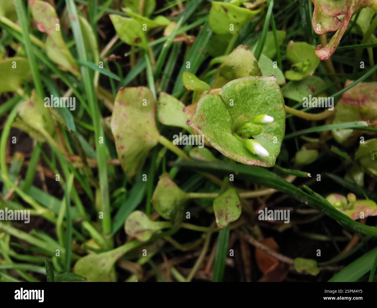 miner's lettuce (Claytonia perfoliata), Plantae, Arthur Lewis Building ...