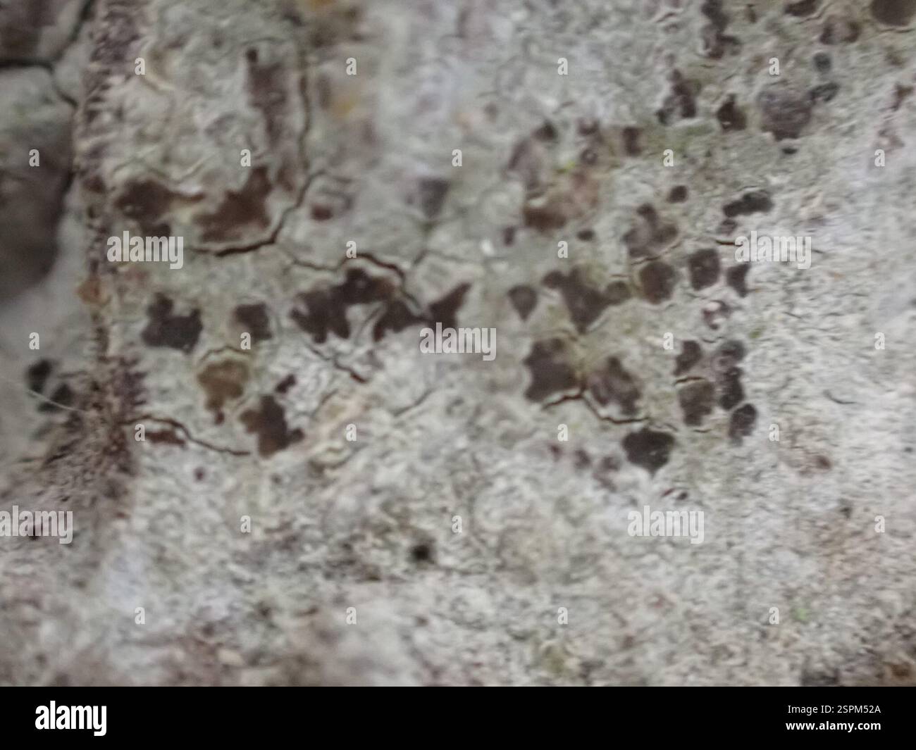 Christmas lichens, comma lichens, and allies (Arthoniaceae), Fungi ...