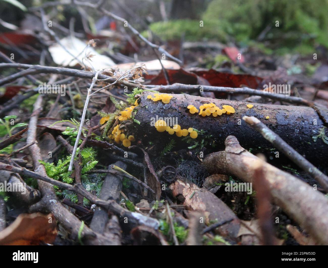 Liena hi-res stock photography and images - Alamy