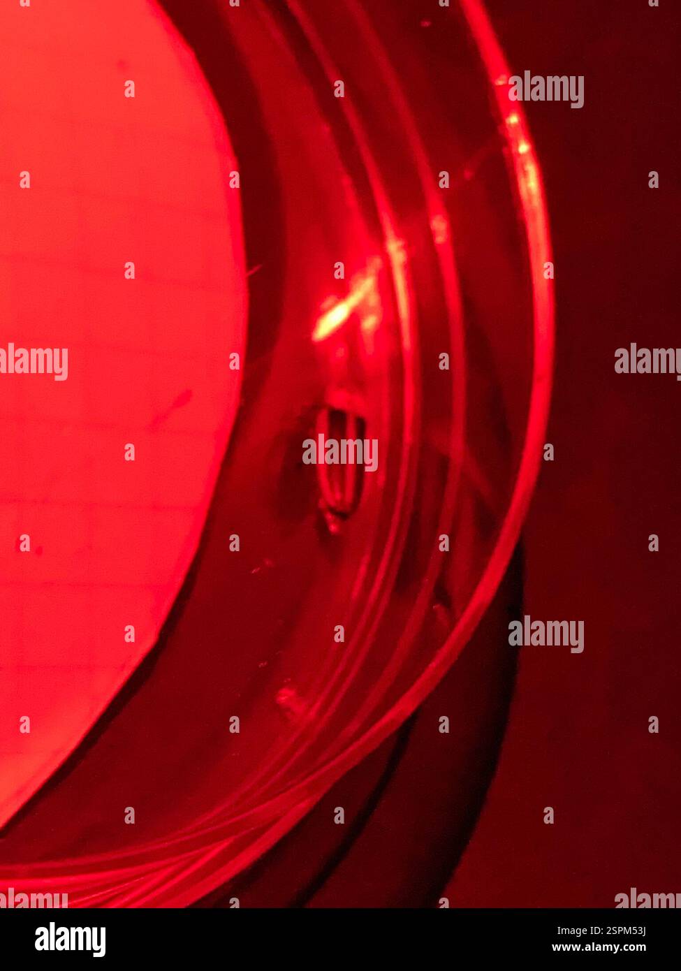 Florida Intertidal Firefly (Micronaspis floridana), Insecta, West Lake ...