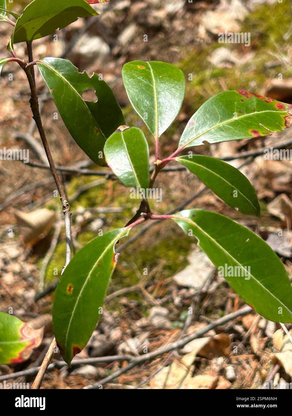 mountain laurel (Kalmia latifolia), Plantae, Cammal, PA, US Stock Photo ...