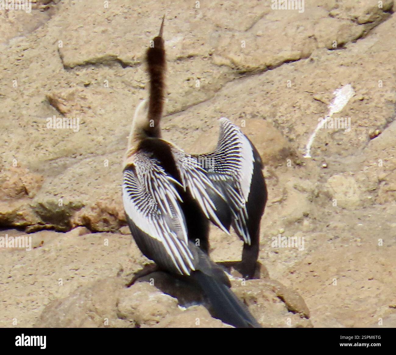 Only bird of its genus hi-res stock photography and images - Alamy