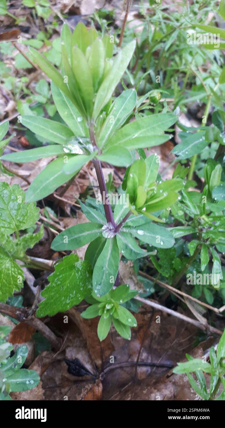 Wood Bedstraw (Galium sylvaticum), Plantae, Berka vor dem Hainich ...