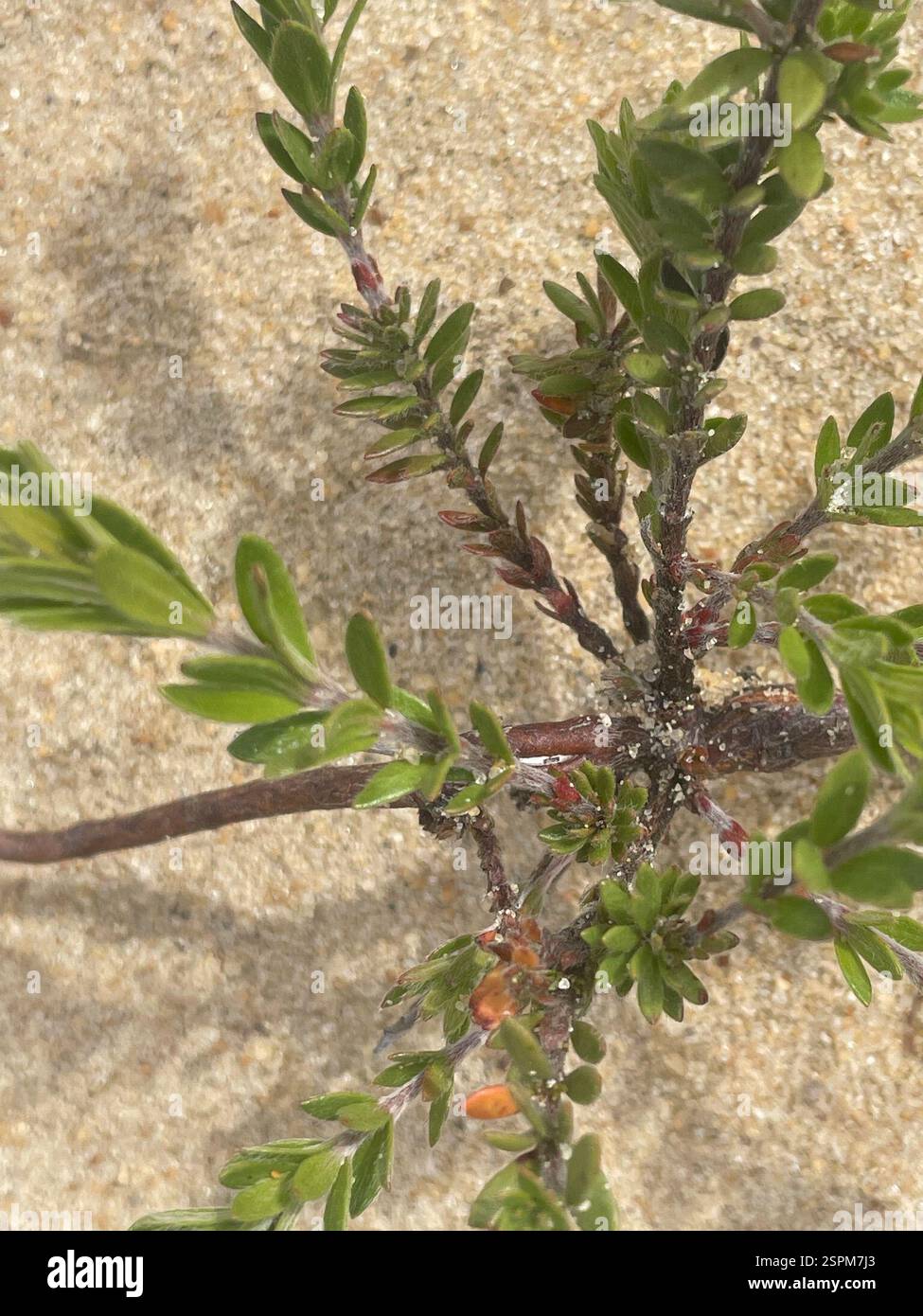 Virginia Beach Pinweed (Lechea maritima virginica), Plantae, United ...