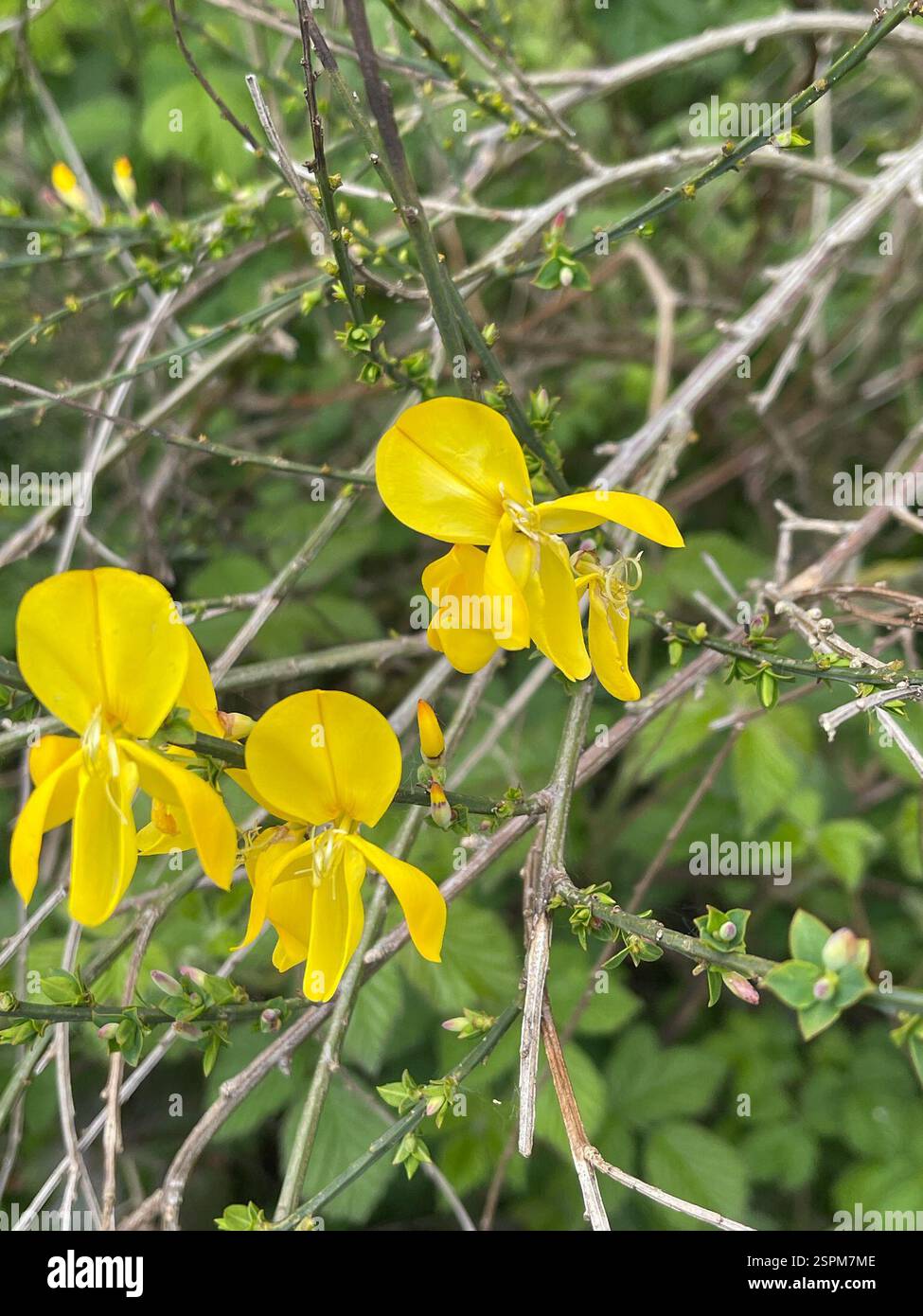 Scotch Broom (Cytisus scoparius), Plantae, Rimrose Valley Country Park ...