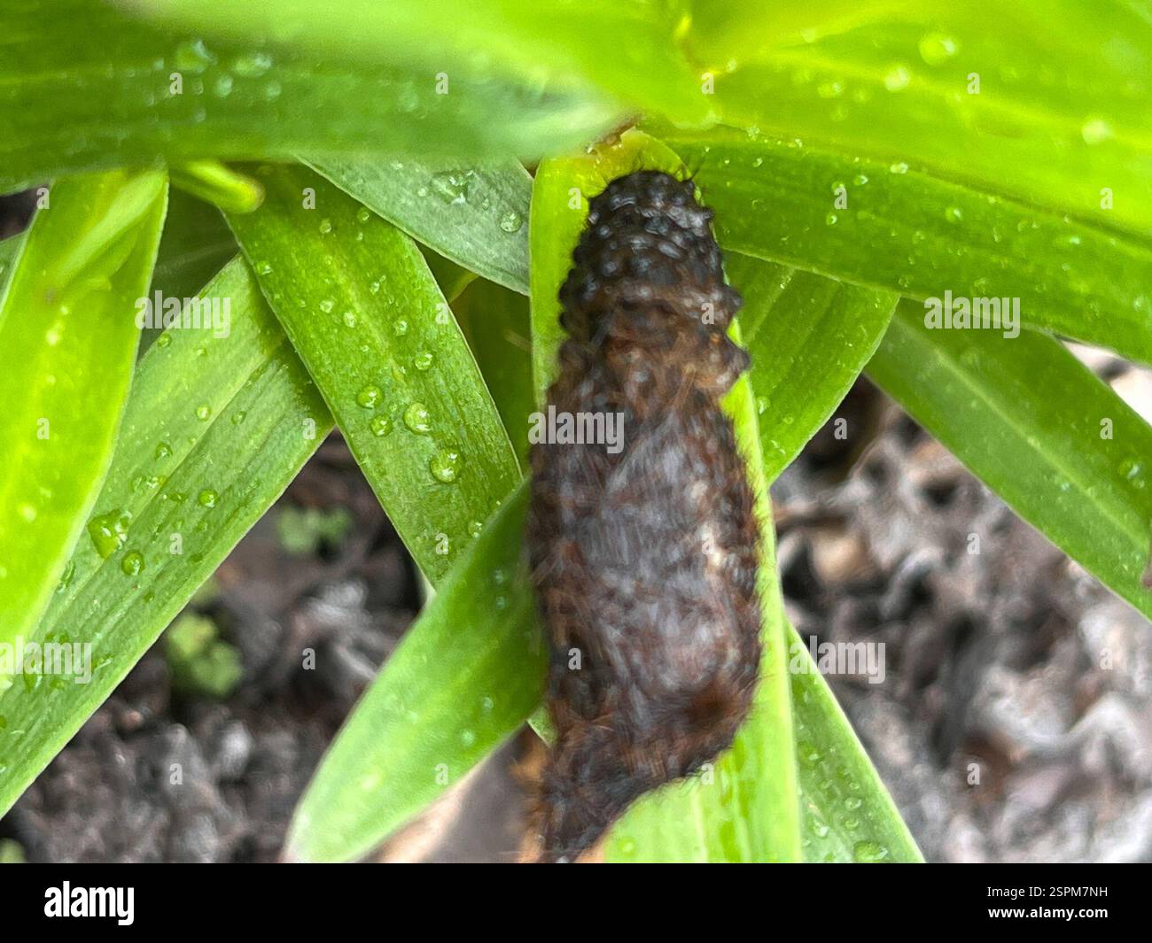 Butterflies and Moths (Lepidoptera), Insecta, Buck Run Rd, Versailles ...