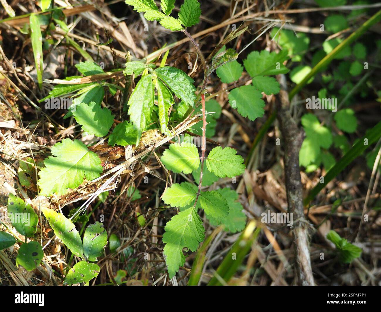 roseleaf bramble (Rubus rosifolius), Plantae, 台灣新北市 Stock Photo - Alamy
