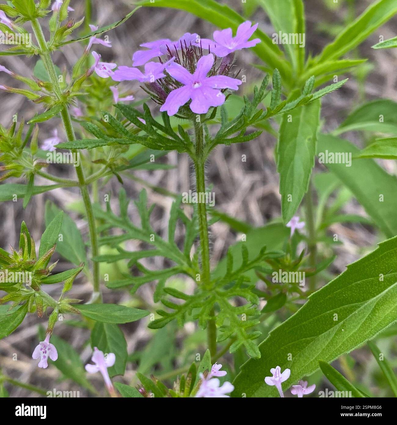 Dakota mock vervain (Glandularia bipinnatifida), Plantae, McKinney ...
