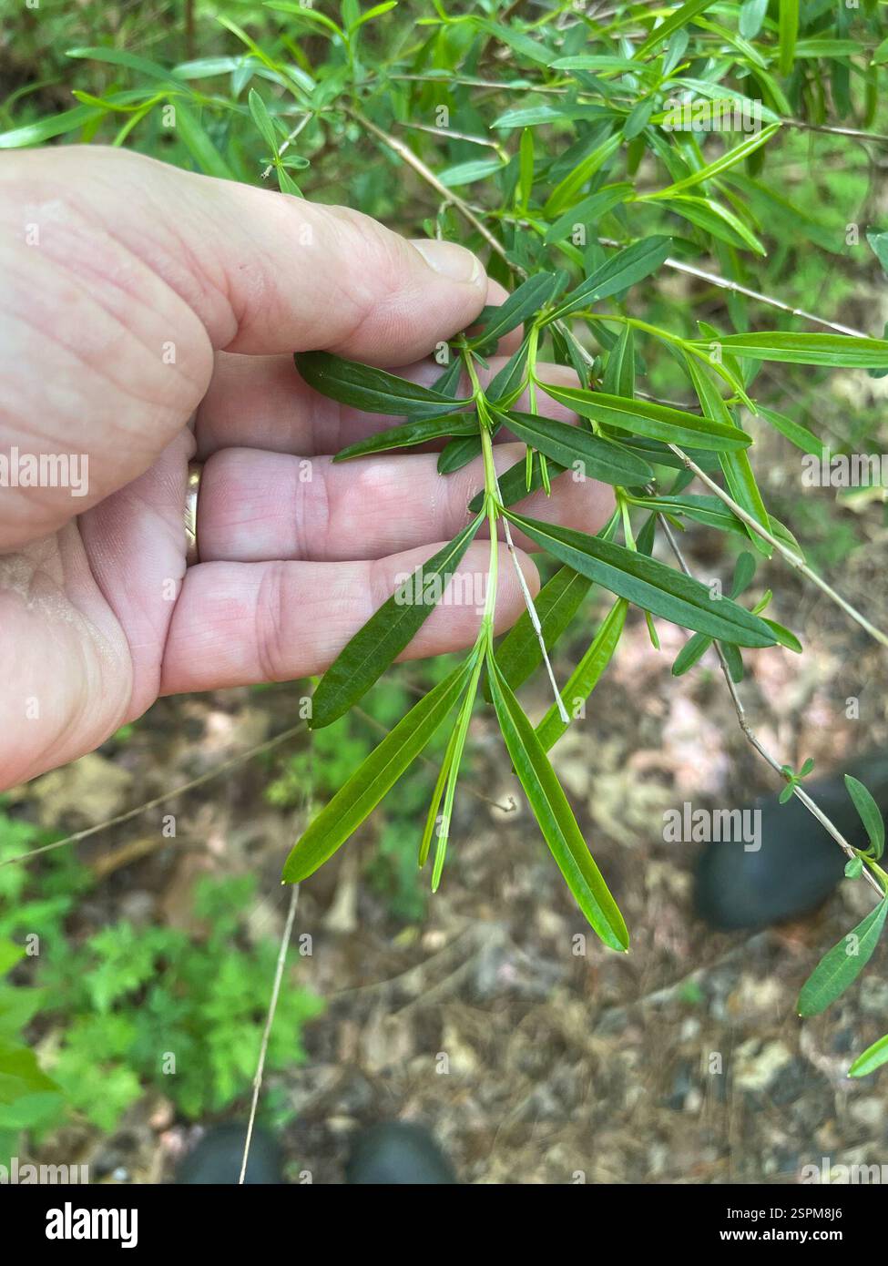 bushy St. John's Wort (Hypericum densiflorum), Plantae, Wadesboro, NC ...