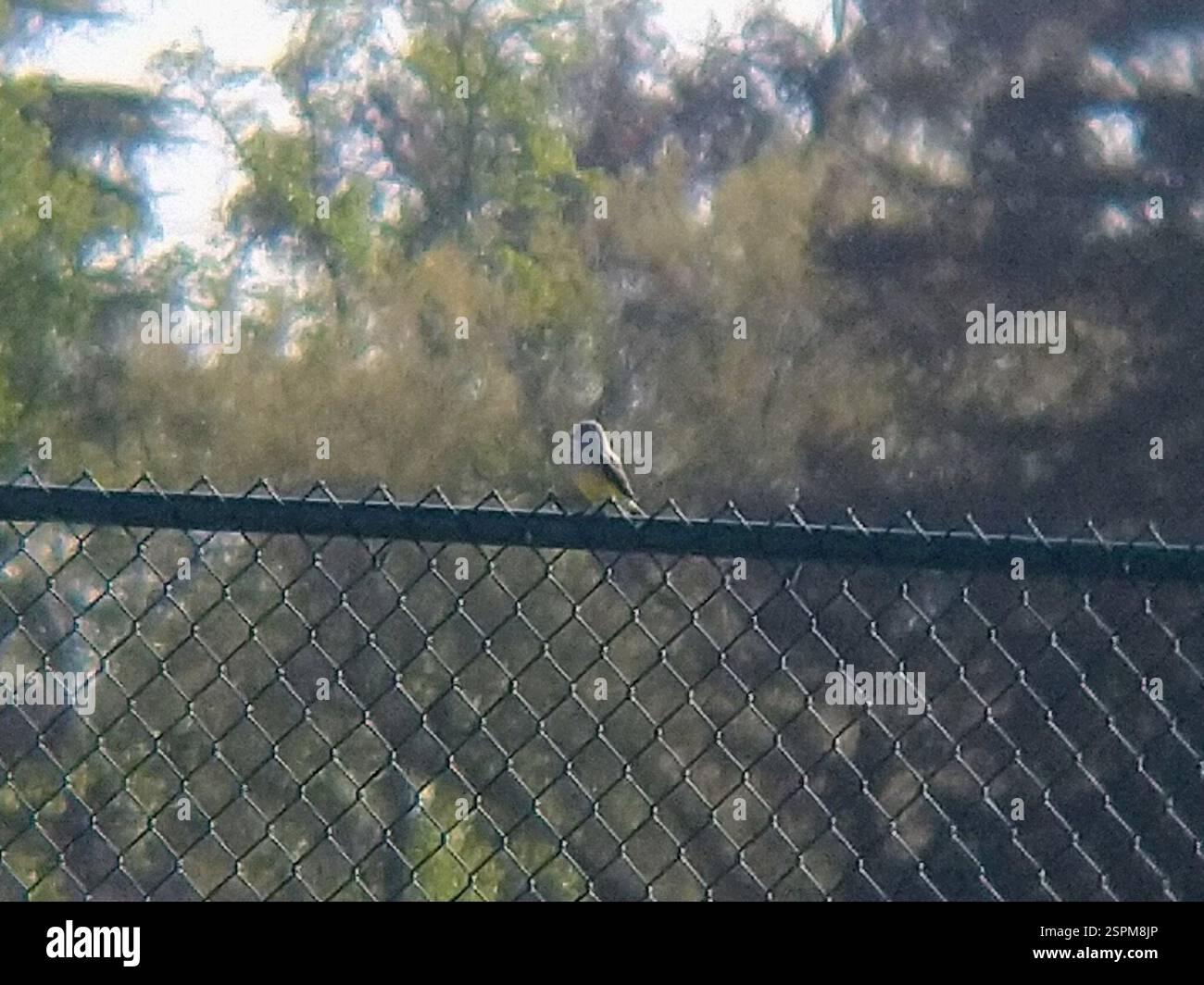 Western Kingbird (Tyrannus verticalis), Aves, Turlock, CA, US Stock ...