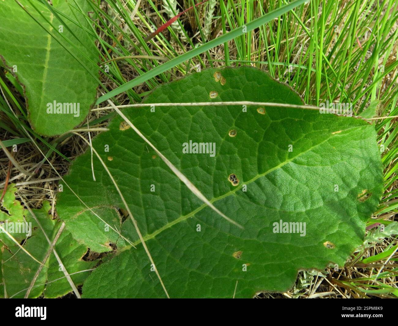 Bristle African Thistle (Berkheya setifera), Plantae, Howick, South ...
